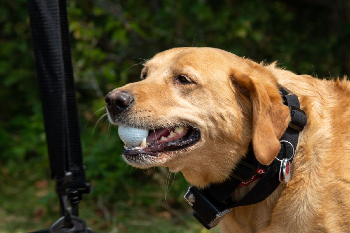 Meet Gabby, the very good dog who retrieves buckets of Ogden’s golf ...